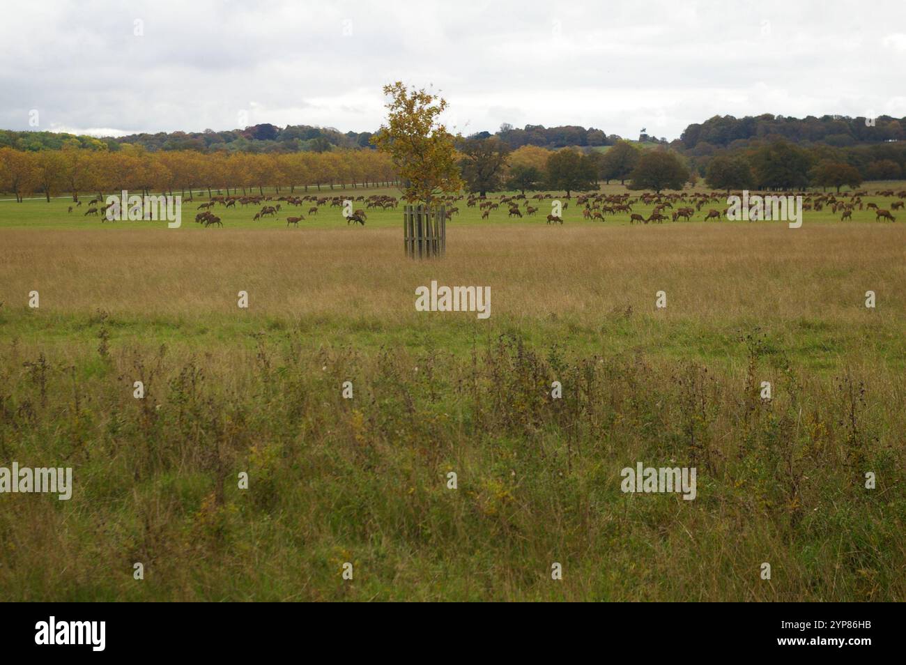 Windsor great park oak tree castle hi-res stock photography and images ...