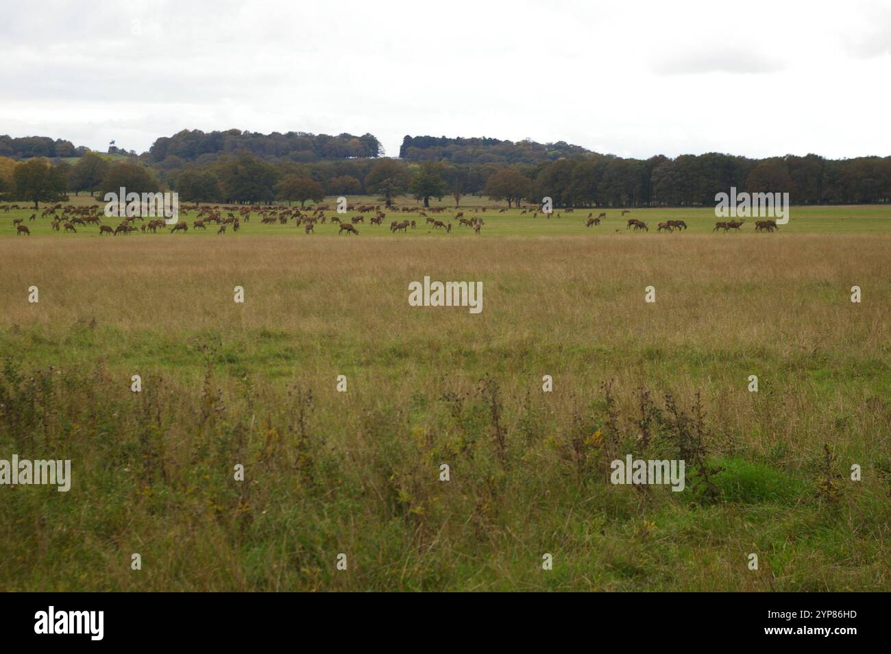 Windsor great park tree oak hi-res stock photography and images - Alamy
