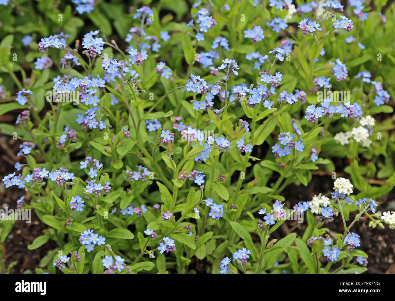 Blue forget-me-not flowers Stock Photo - Alamy