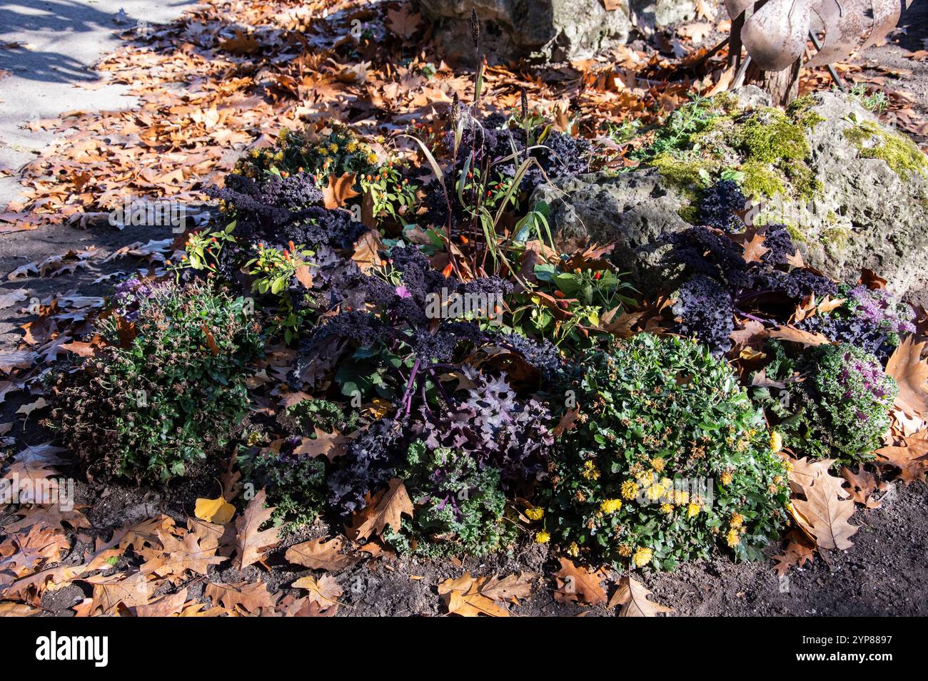 Fall plants growing in the garden at High Park on Bloor Street West in ...