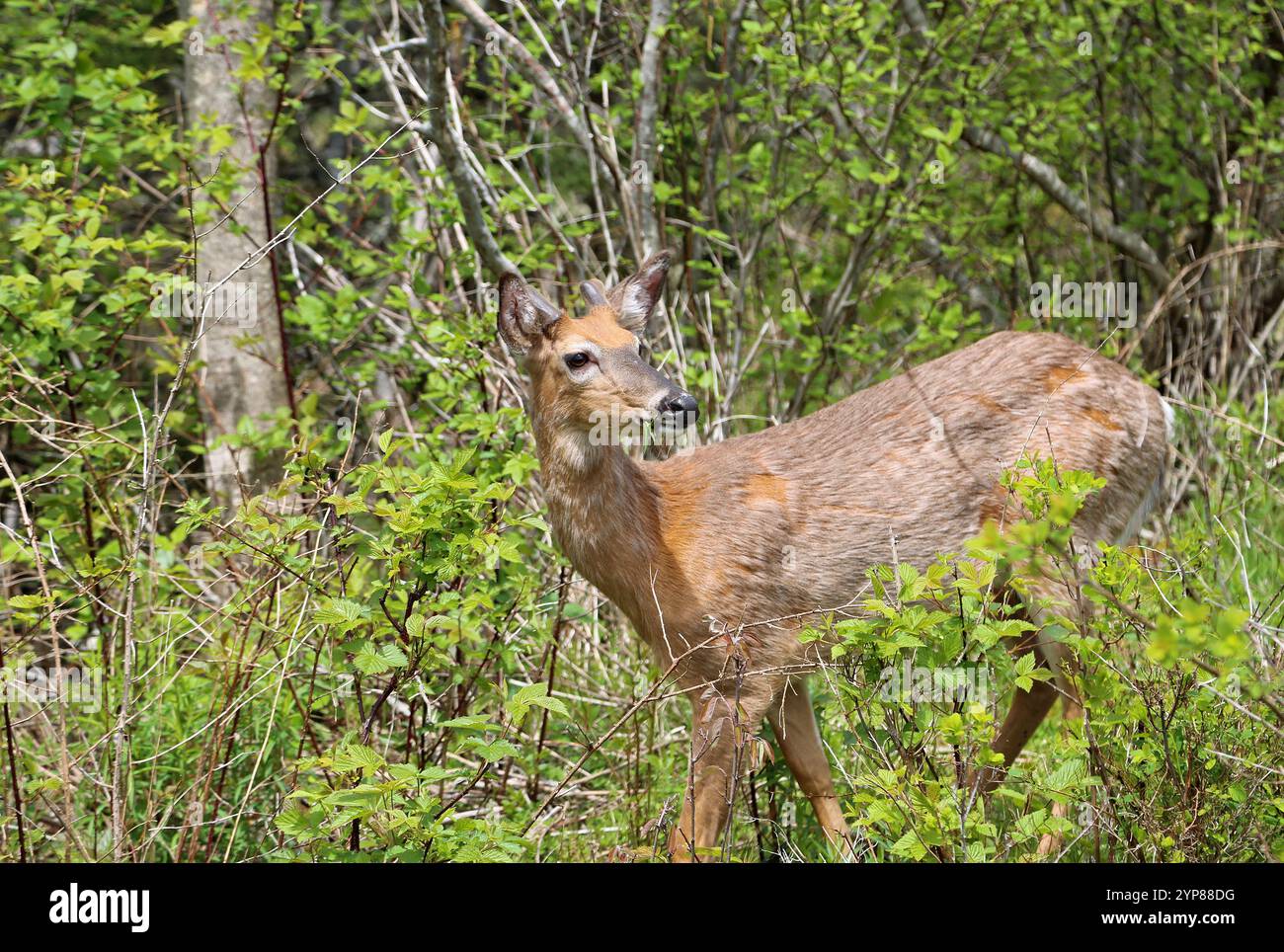 Beauty scenery forest deer hi-res stock photography and images - Alamy