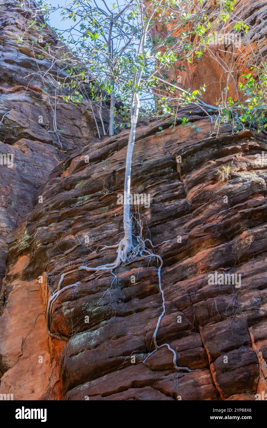 Trees cling to life in the remote Southern Lost City by seeking water ...