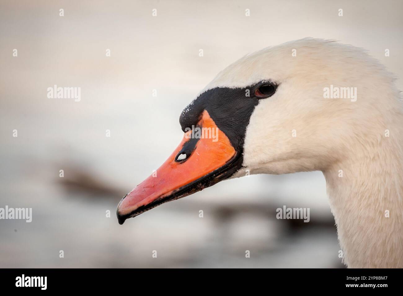 A closeup of a swan's head, capturing the detailed features of the bird ...