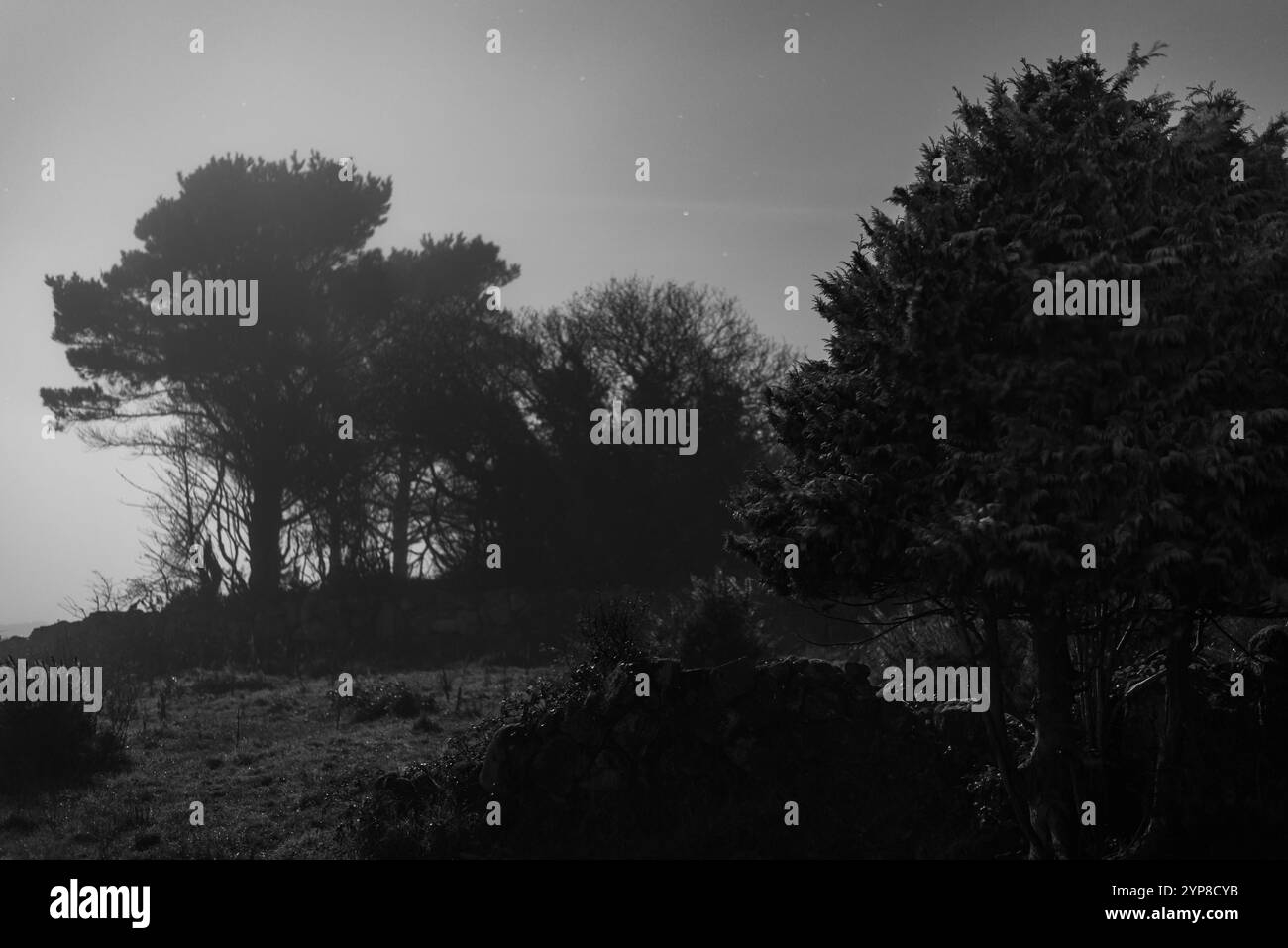 'Misty Moonshine' - black and white landscape with trees in the fog ...