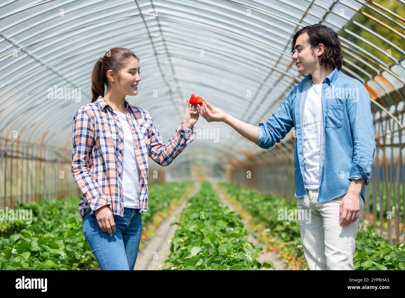 Two people strawberry picking hi-res stock photography and images - Alamy
