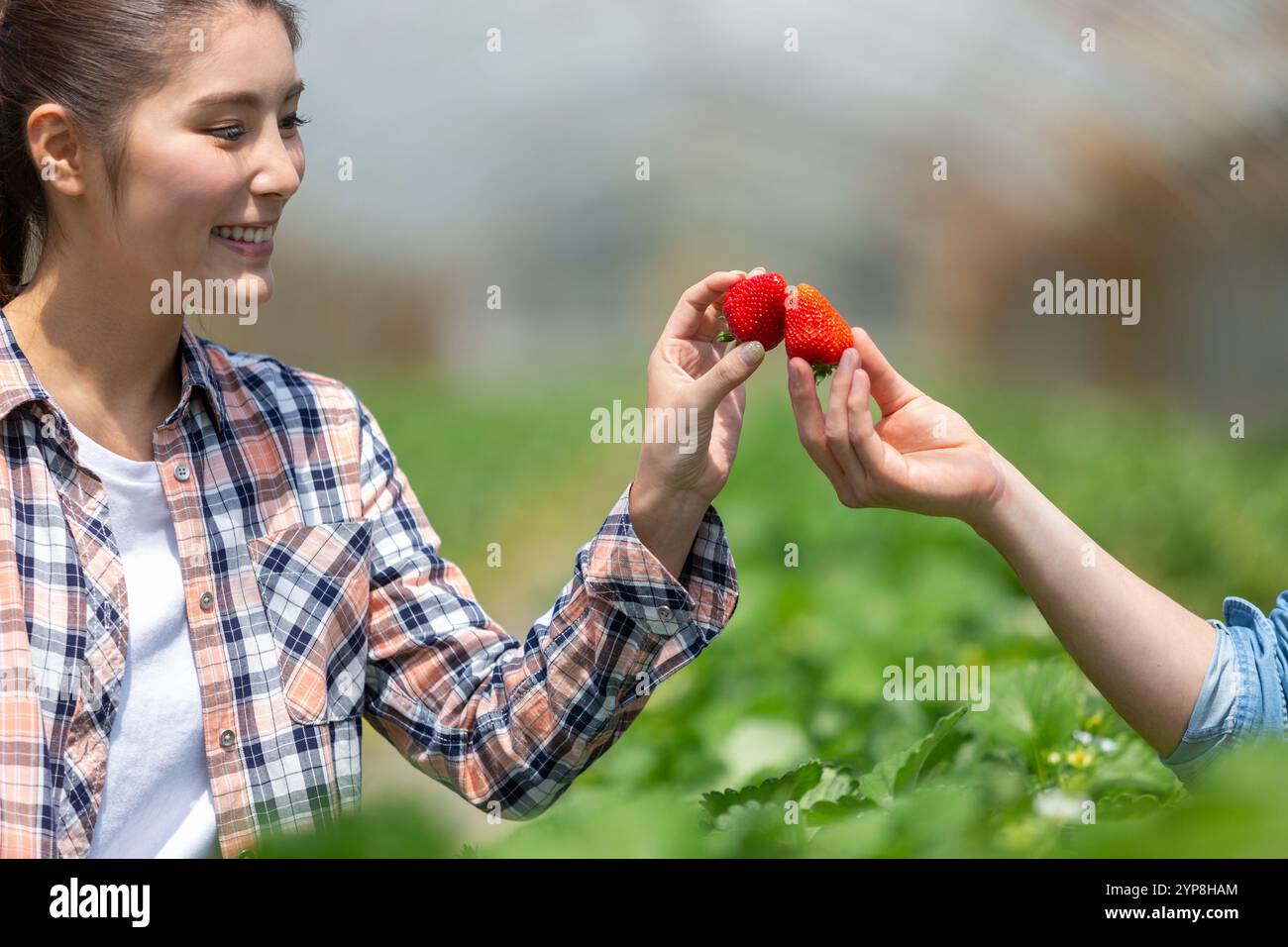 Strawberry picking with model hi-res stock photography and images - Alamy