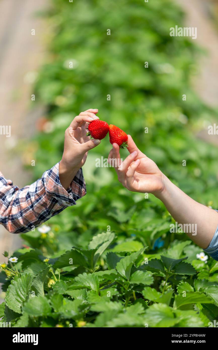 Two japanese woman picking hi-res stock photography and images - Alamy