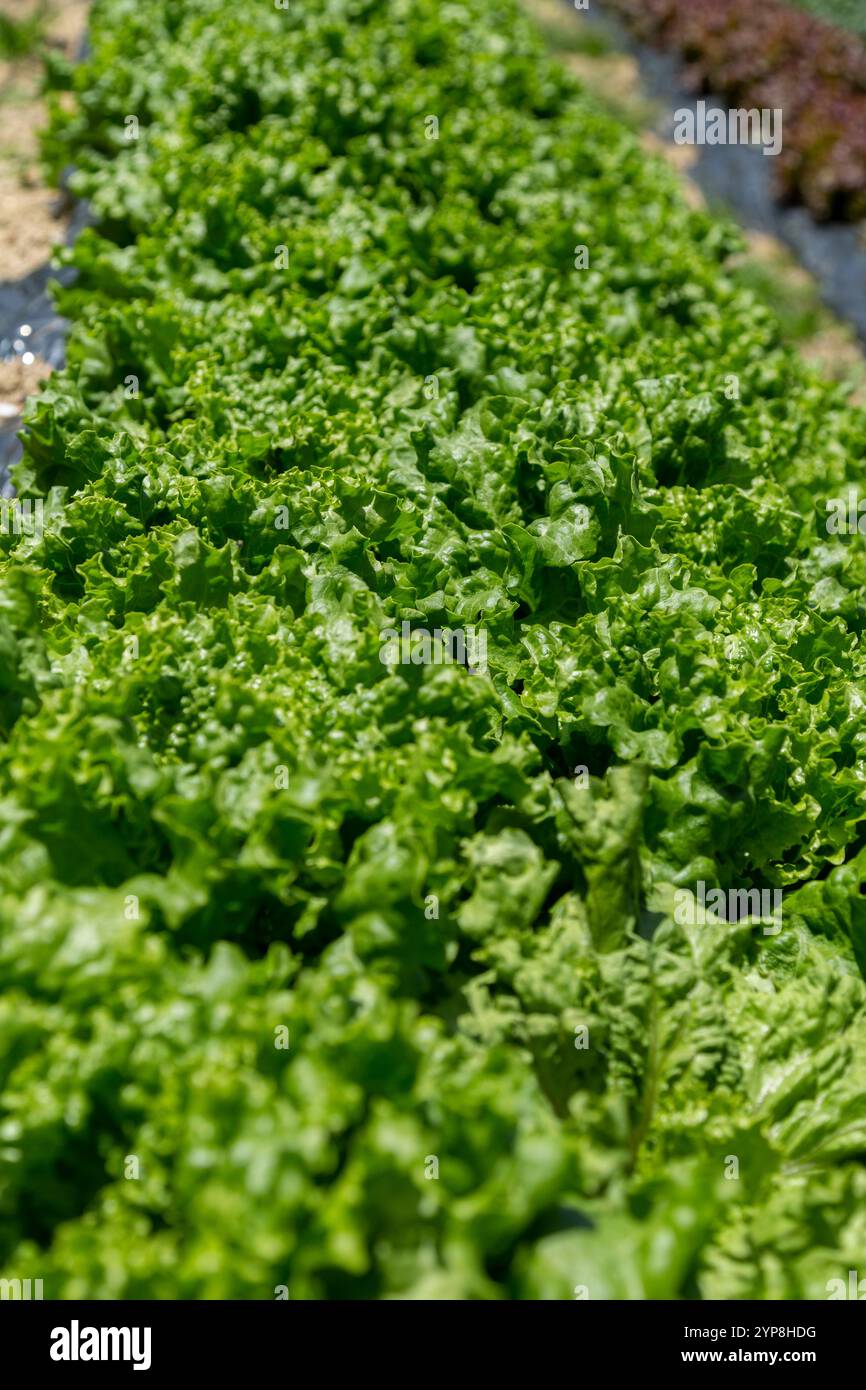 Lettuce industry hi-res stock photography and images - Alamy