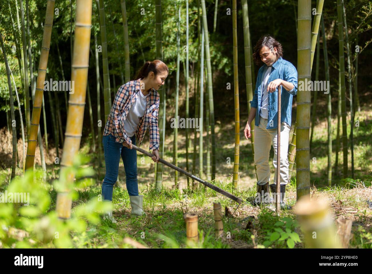 Couple digging bamboo shoots Stock Photo - Alamy