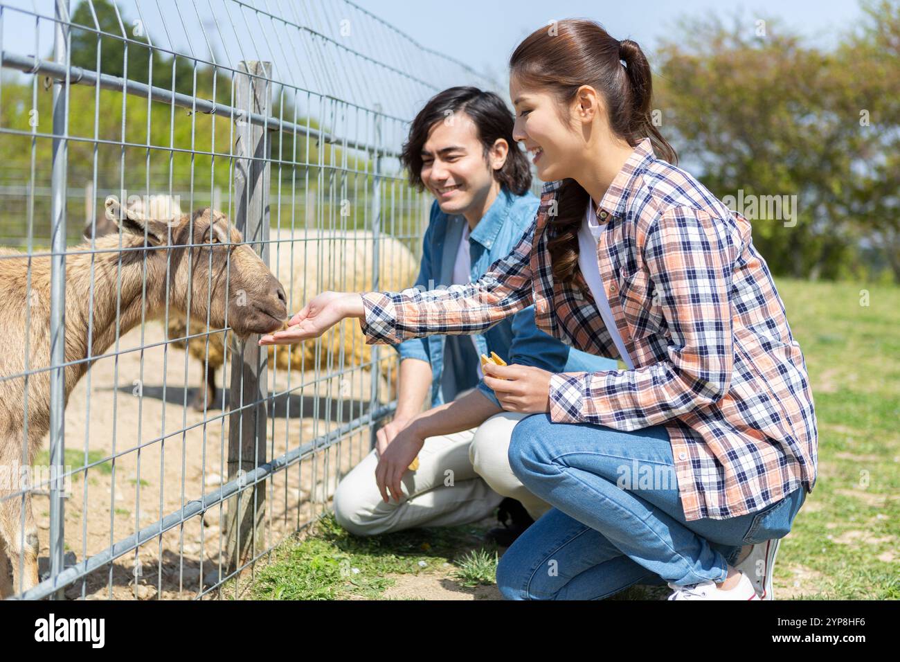 Couple feeding goats Stock Photo - Alamy