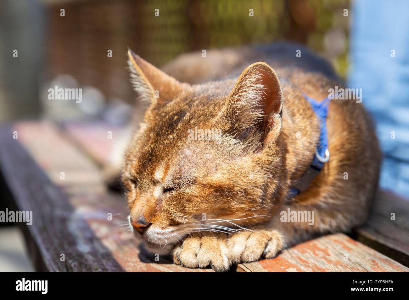 Cute cat basking in the sun hi-res stock photography and images - Alamy