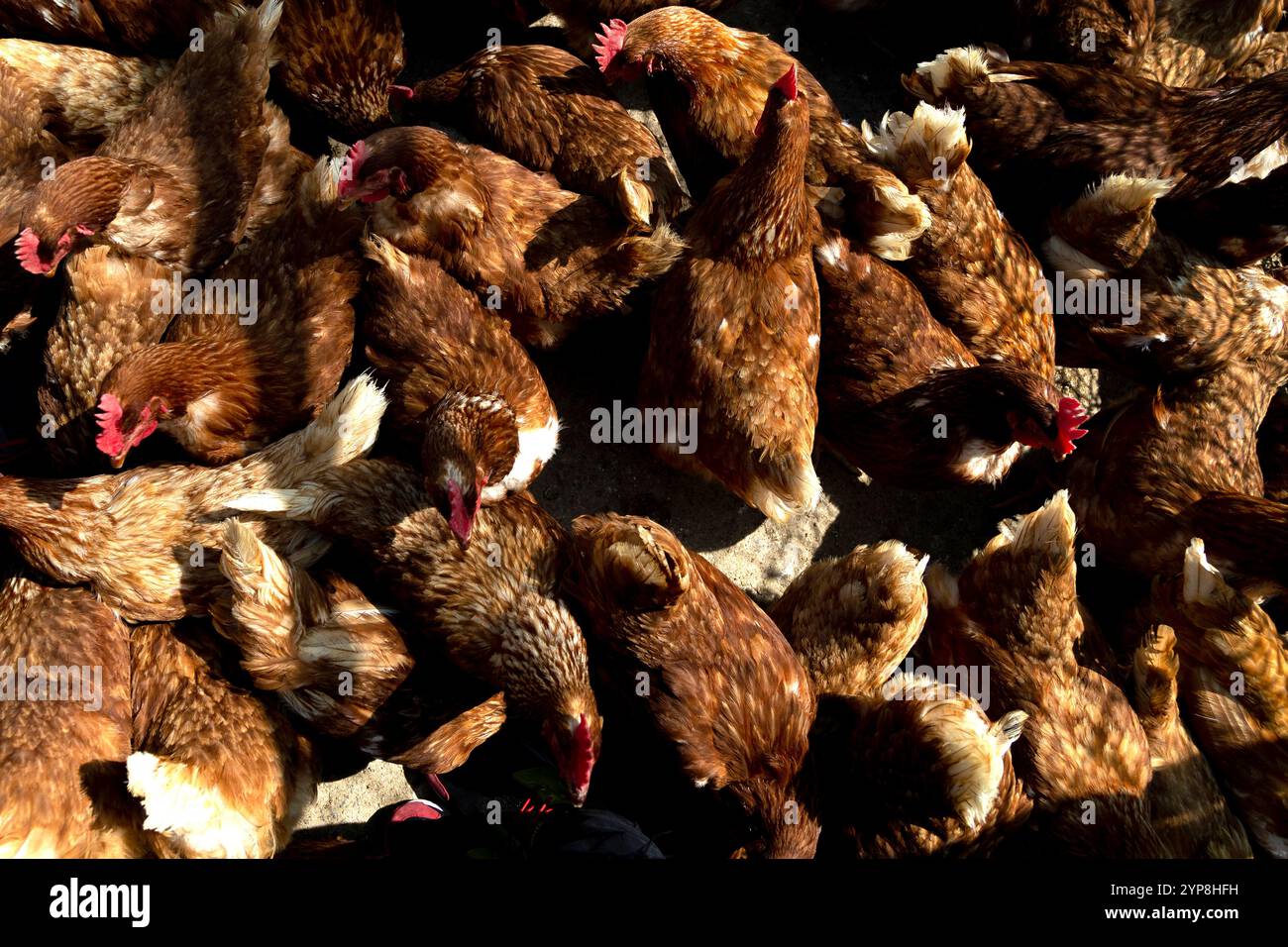 Crowd of chickens Stock Photo - Alamy