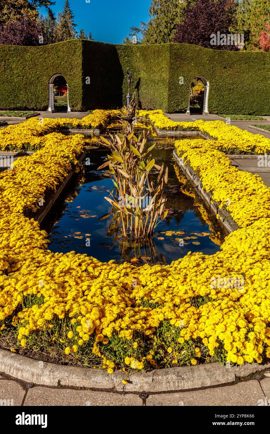 A yellow flower garden with a fountain in the middle. The flowers are ...