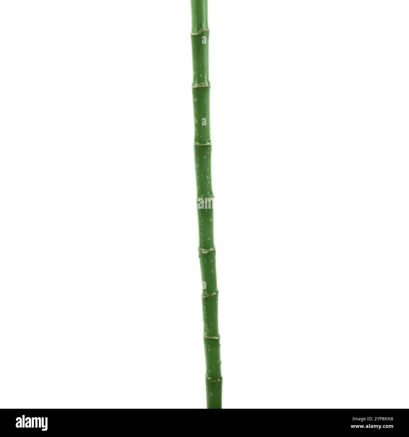 Stem of decorative bamboo plant isolated on white Stock Photo - Alamy