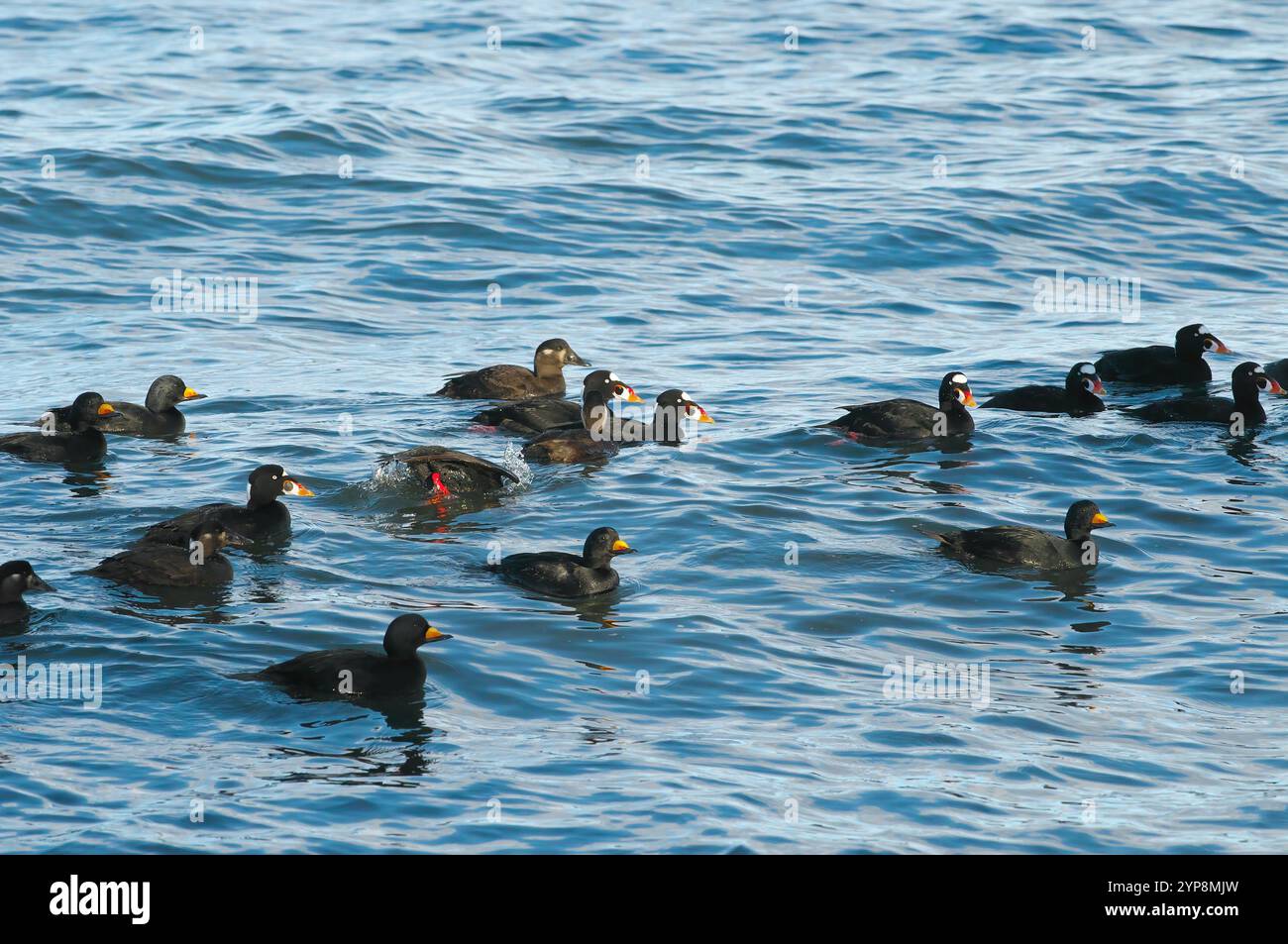 Pacific ocean ducks hi-res stock photography and images - Alamy
