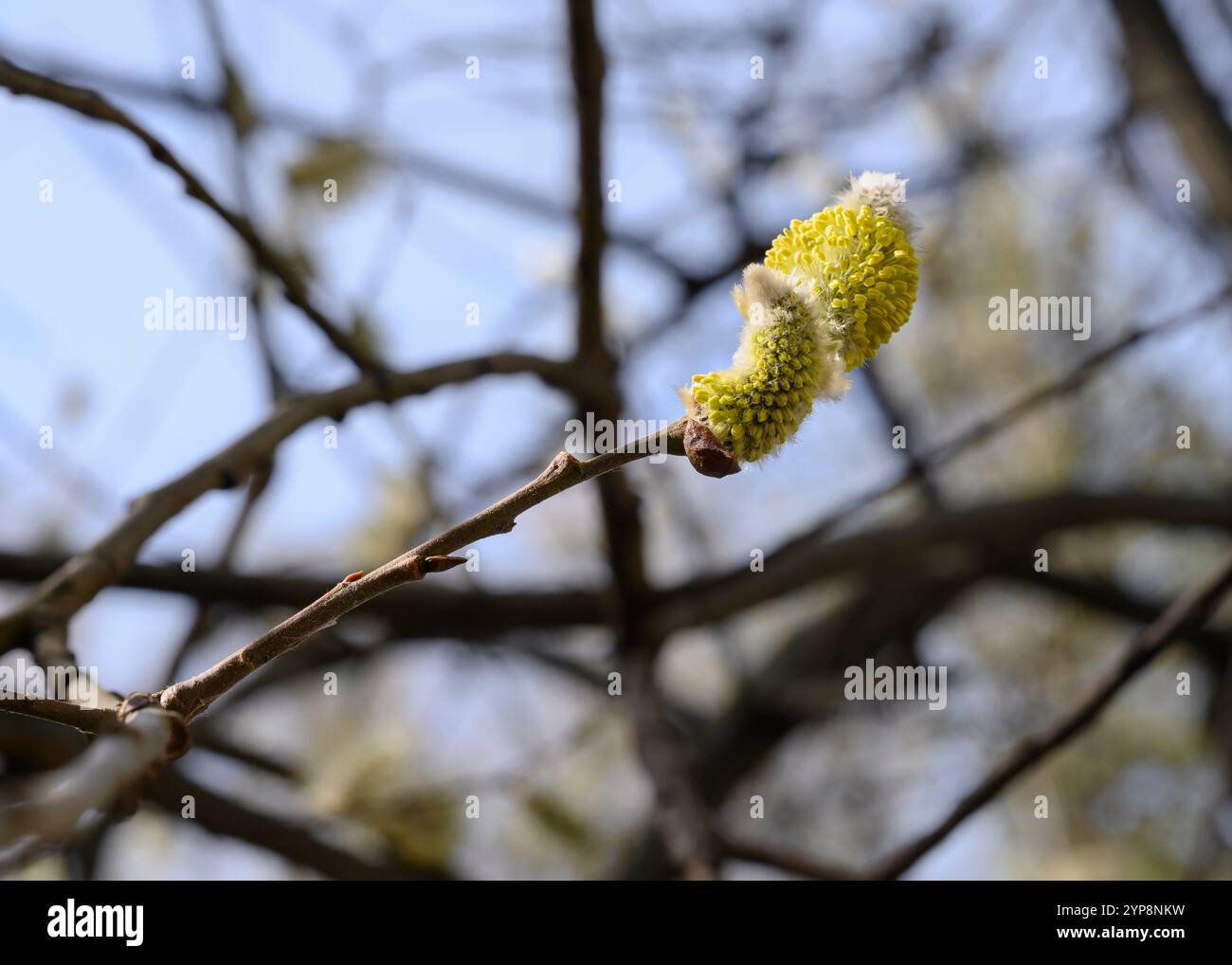 A close-up view of the fluffy catkins of a willow tree in a spring ...
