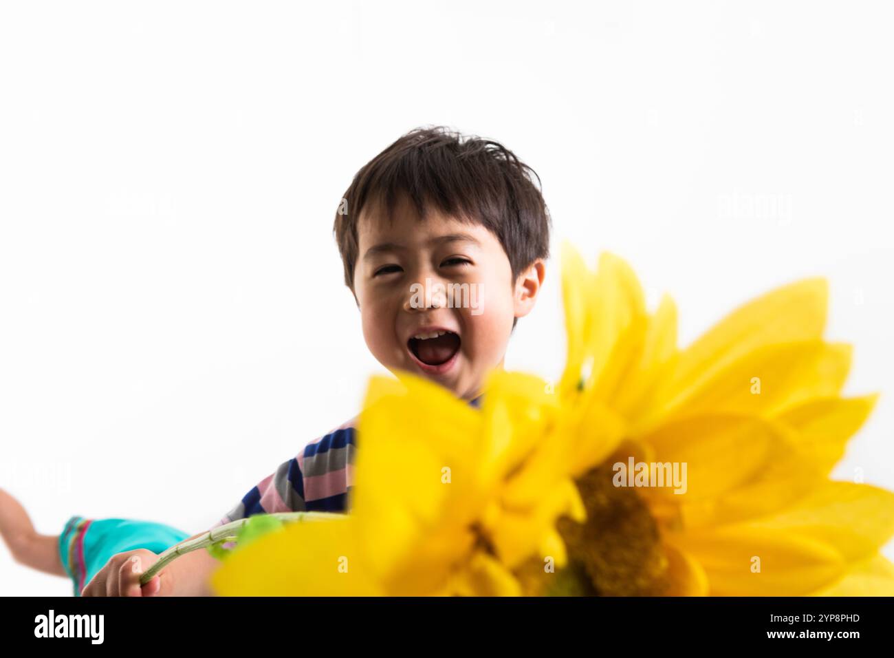 Boy sunflower hi-res stock photography and images - Alamy