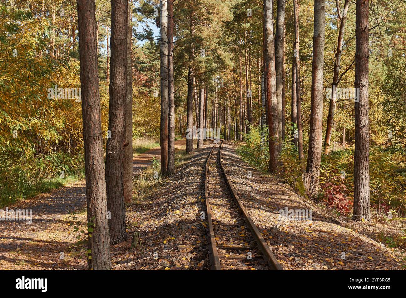 Narrow gauge railway track in forest Stock Photo - Alamy