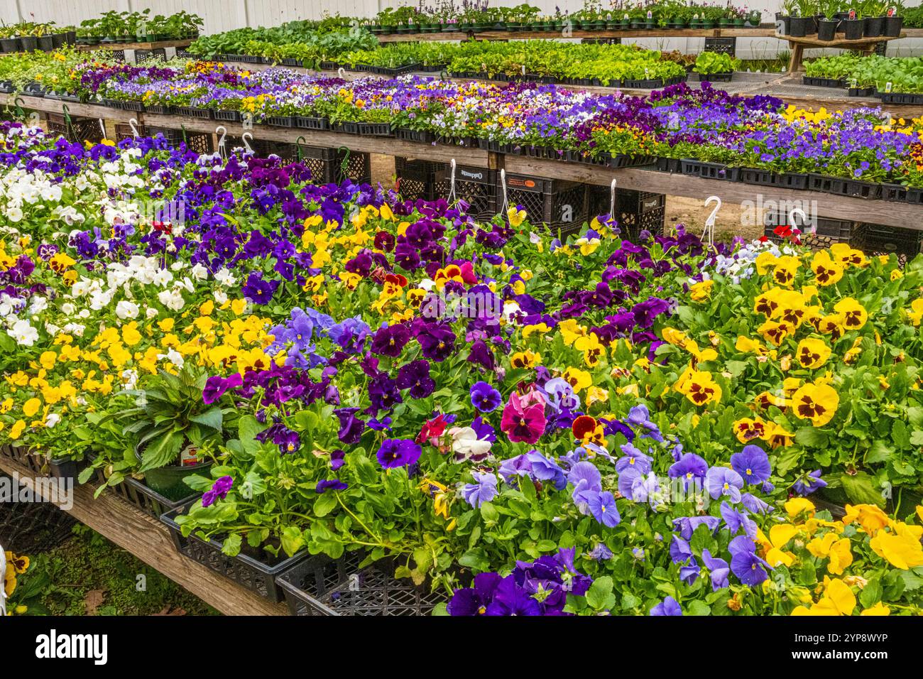 A garden shop selling plants in the spring in Paxton, MA Stock Photo ...