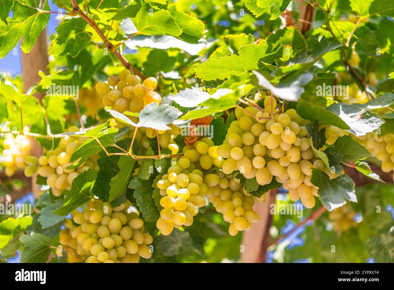 Green grapes with leaves on the vine, fresh fruits and famous from ...