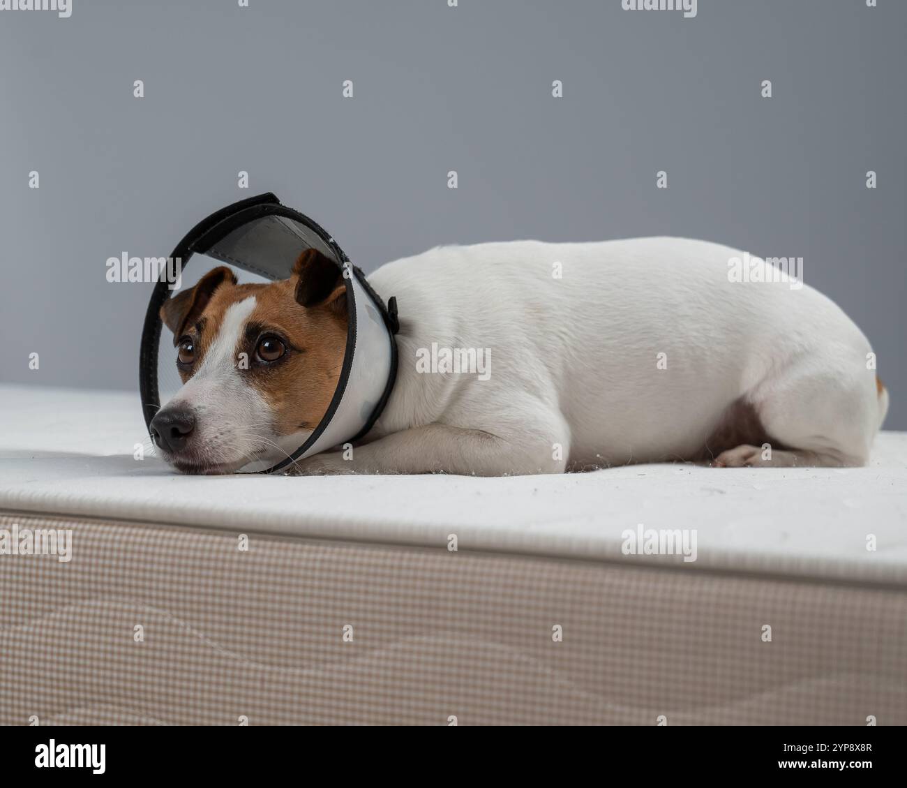 Jack Russell Terrier dog in a cone collar after surgery on the bed ...