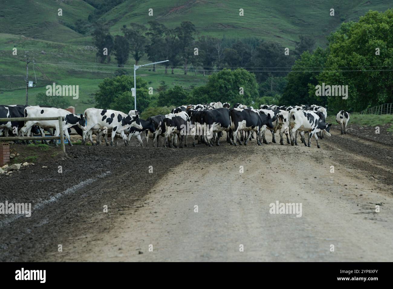 Dairy farming, herd of milk cows walking on farm road, KwaZulu-Natal ...