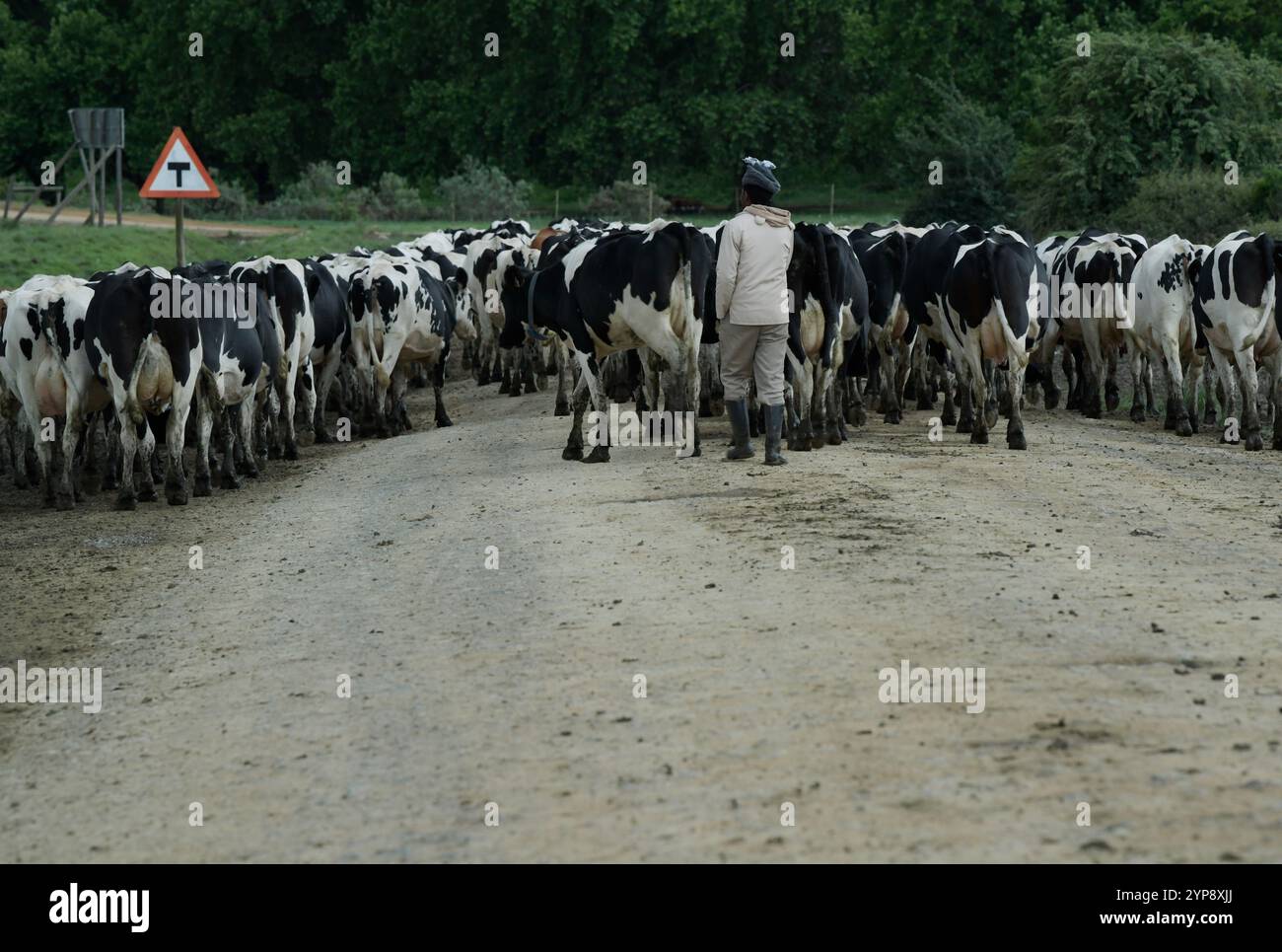 Dairy farming, herd of milk cows walking on farm road, KwaZulu-Natal ...