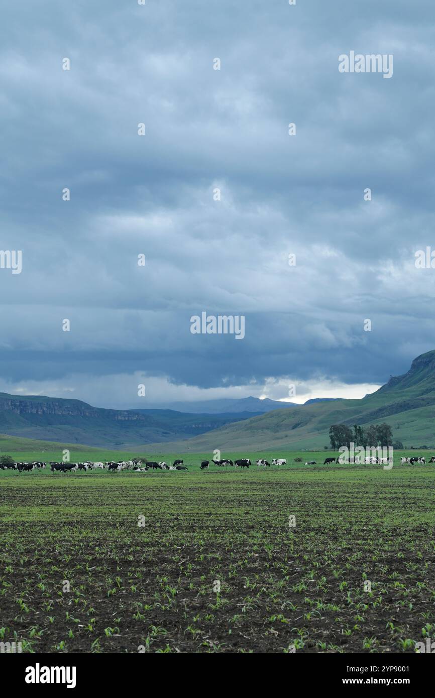 Dairy farm cows grazing in fields, beautiful countryside of Drakensberg ...