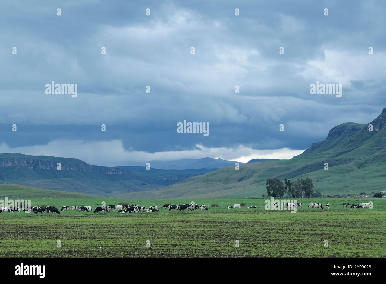 Dairy farm cows grazing in fields, beautiful countryside of Drakensberg ...