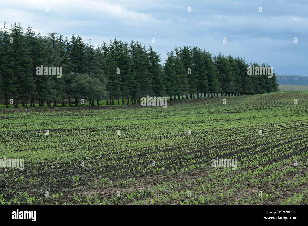 Beautiful farmland field with maize seedlings next to tree windbreak ...