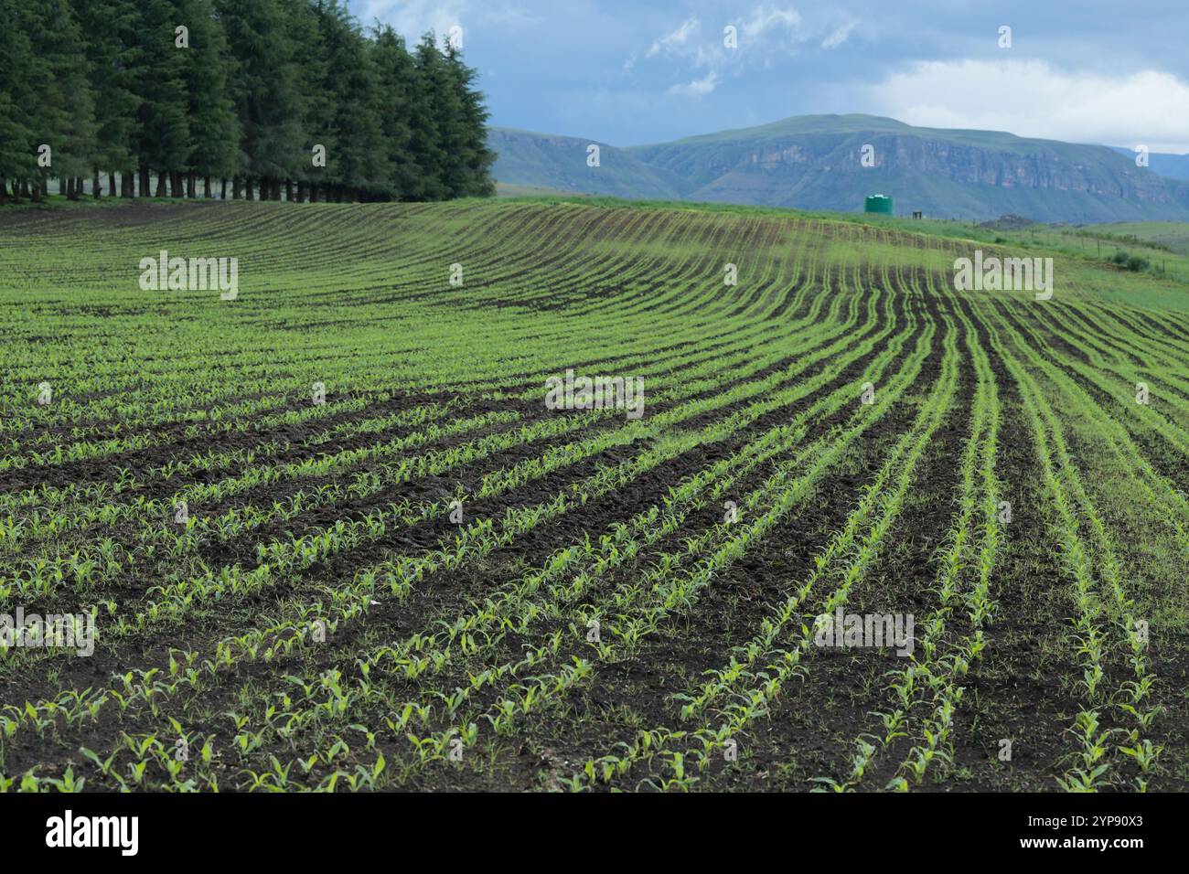 Rows of maize plant seedlings, corn crop field, farming in foot hills ...
