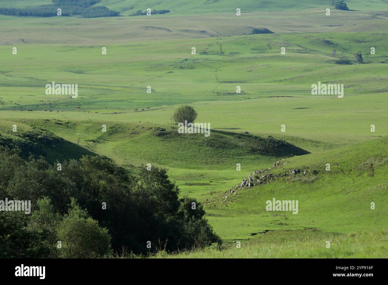 Beautiful open space landscape, lone tree on hill, Midlands Meander ...