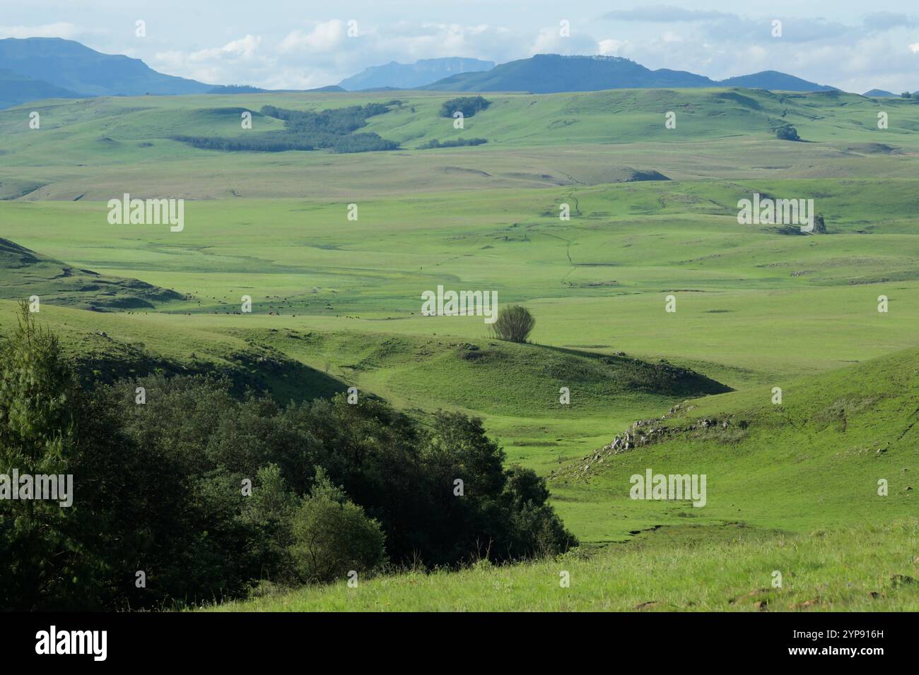 Beautiful open space landscape, lone tree on hill, Midlands Meander ...