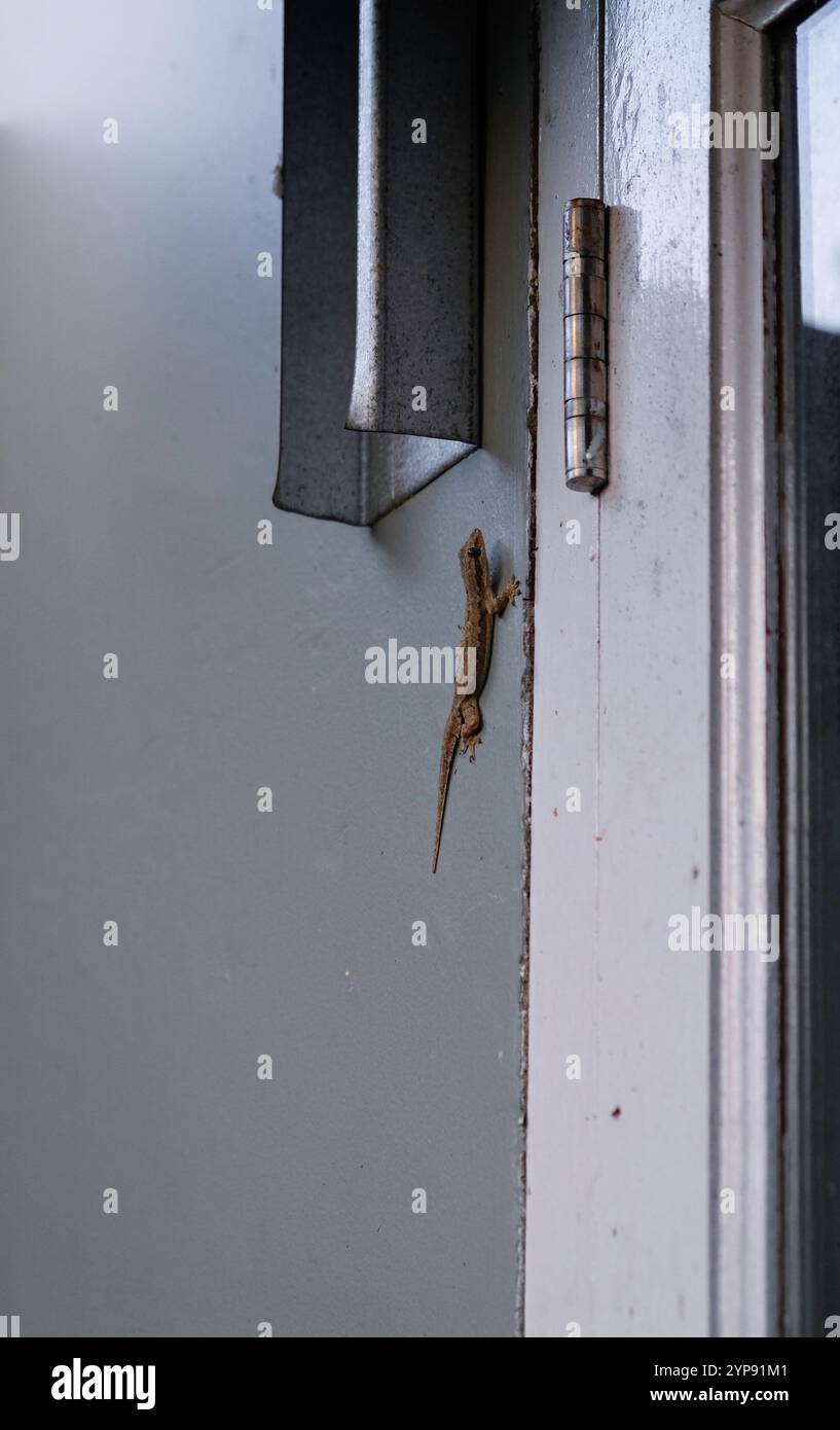 House lizard on the wall Stock Photo - Alamy