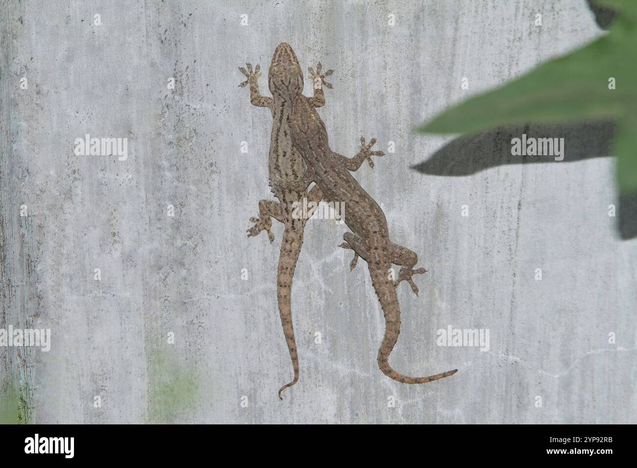 Common house lizards are mating on the walls Stock Photo - Alamy