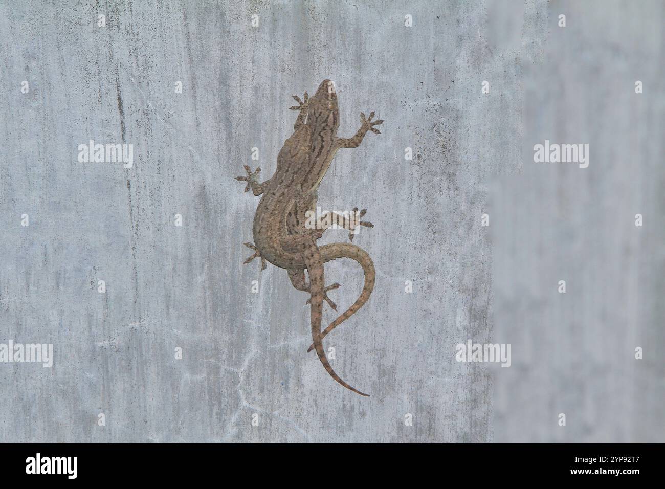 Common house lizards are mating on the walls Stock Photo - Alamy