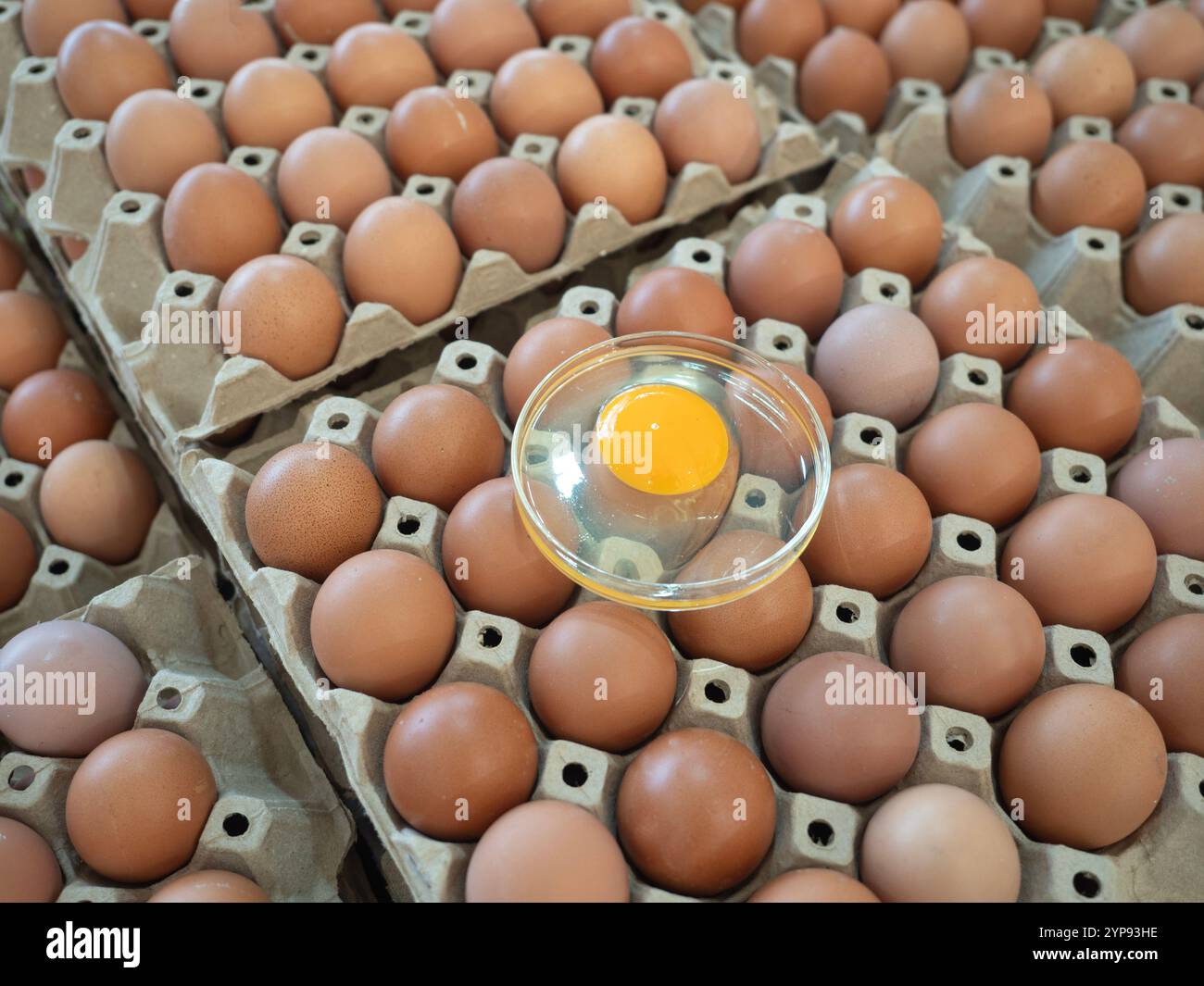 Organic Chicken Egg in tray or egg box contains high protein and ...