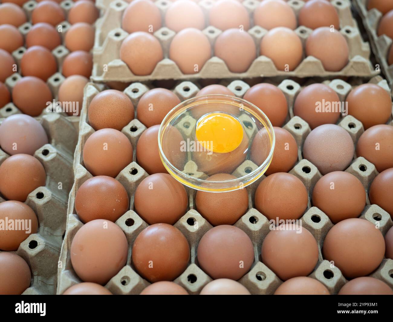 Organic Chicken Egg in tray or egg box contains high protein and ...