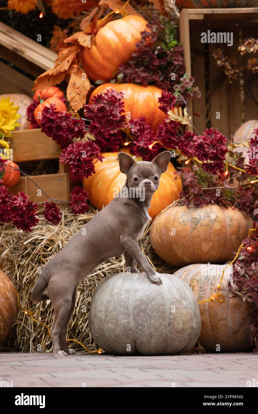 Small cute lilac Chihua-hua dog halloween portrait with pumpkins Stock ...