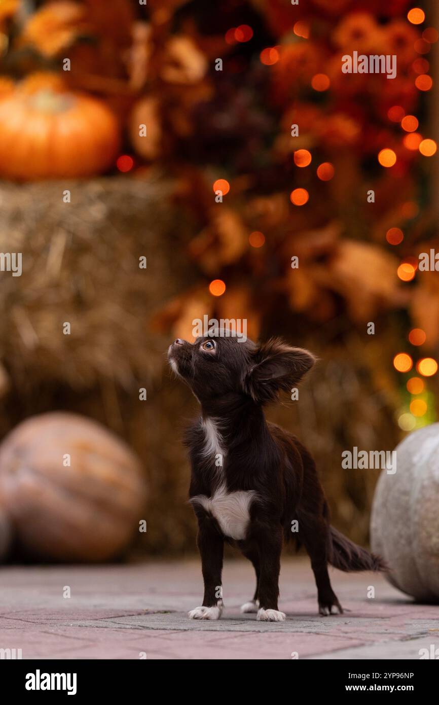 Small cute chocolate Chihua-hua dog halloween portrait with pumpkins ...