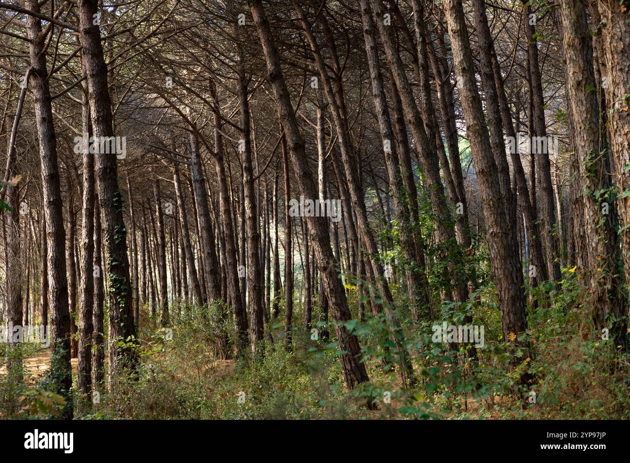 Pine tree forest view from inside. Fall or autumn concept. Carbon net ...