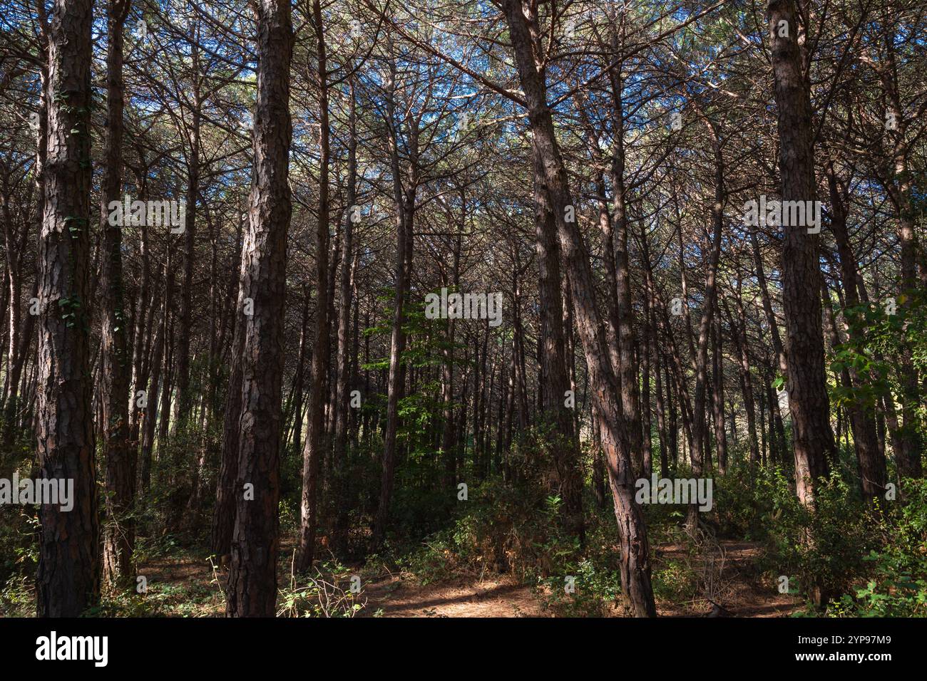 Pine tree forest view from inside. Lush pine trees with shadows and ...