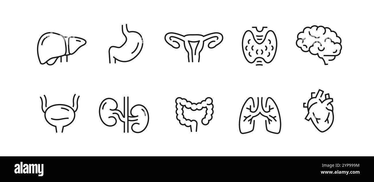 Human Organs Icons Set Stock Vector Image & Art - Alamy