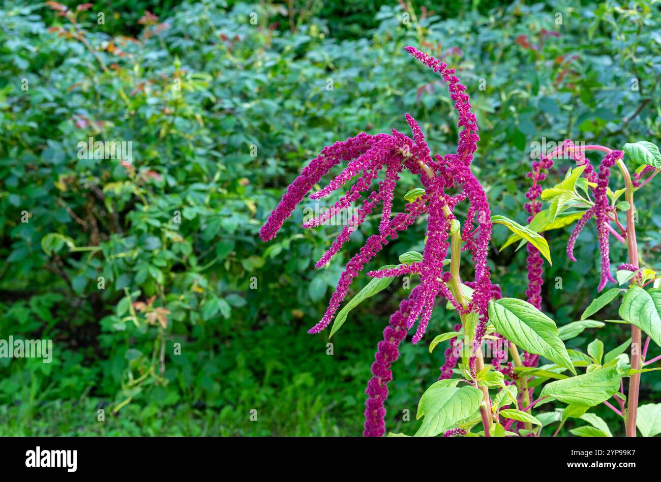 Red amaranth (Amaranthus cruentus) with velvet flower Stock Photo - Alamy