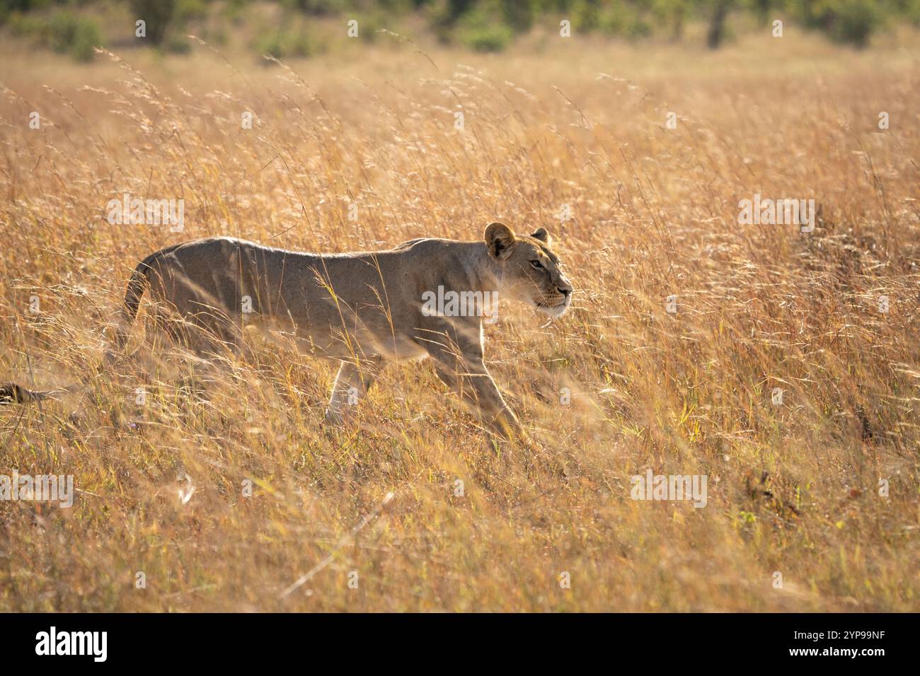 Lioness, Panthera leo, stalking, hunting through grassland. Side view ...