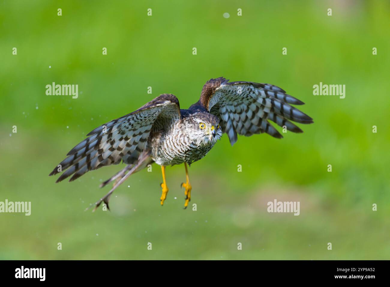 Eurasian sparrowhawk Accipiter nisus, immature male flying, Suffolk ...