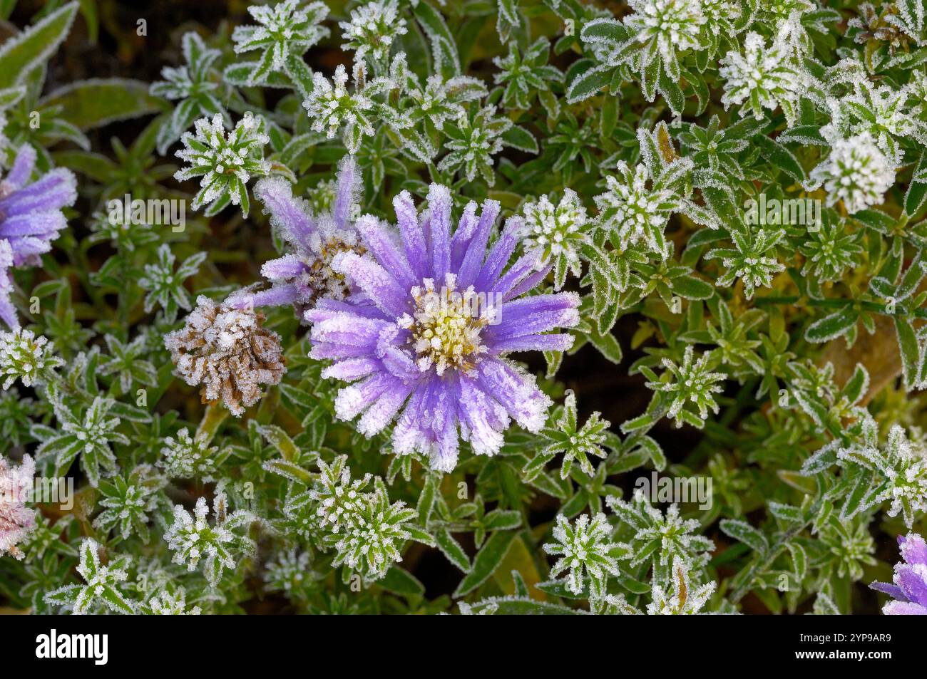 Aster frost hi-res stock photography and images - Alamy