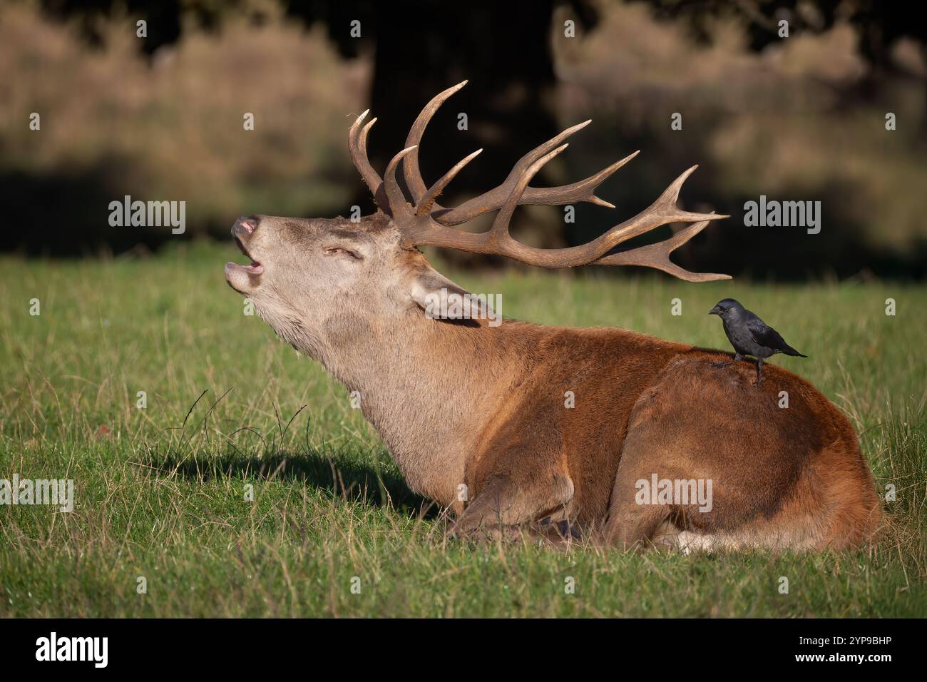 A profile portrait of a red deer stag lying on the grass with his head ...