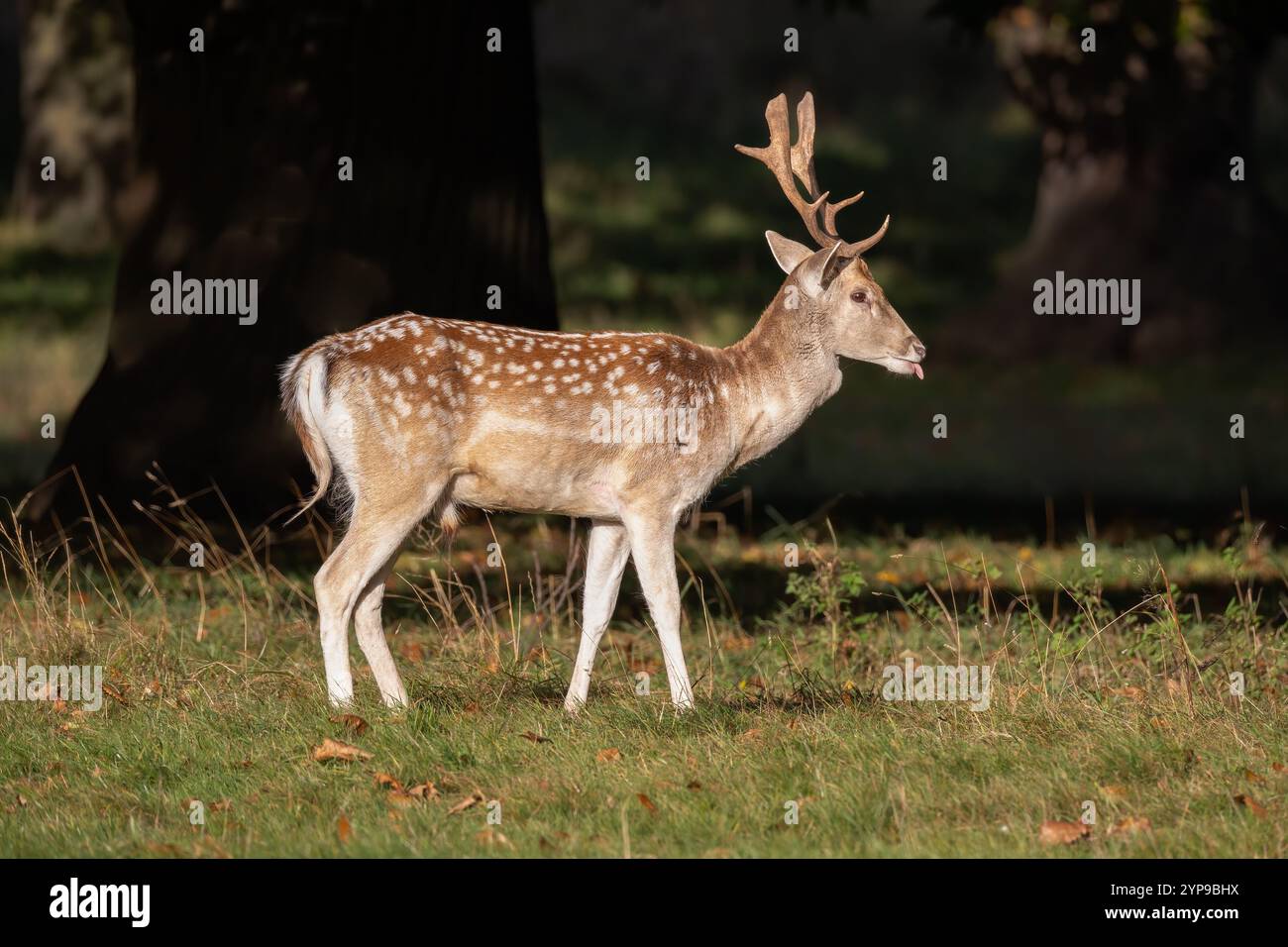 Beautiful fallow deer stands hi-res stock photography and images - Alamy