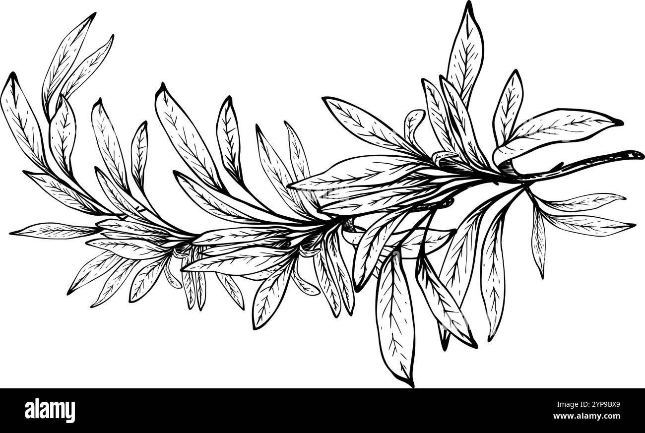 Olive tree branch, no fruit with leaves. Black and white graphic hand ...